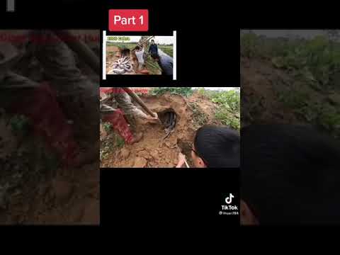 Delikten çıkan çok sayıda Yılan