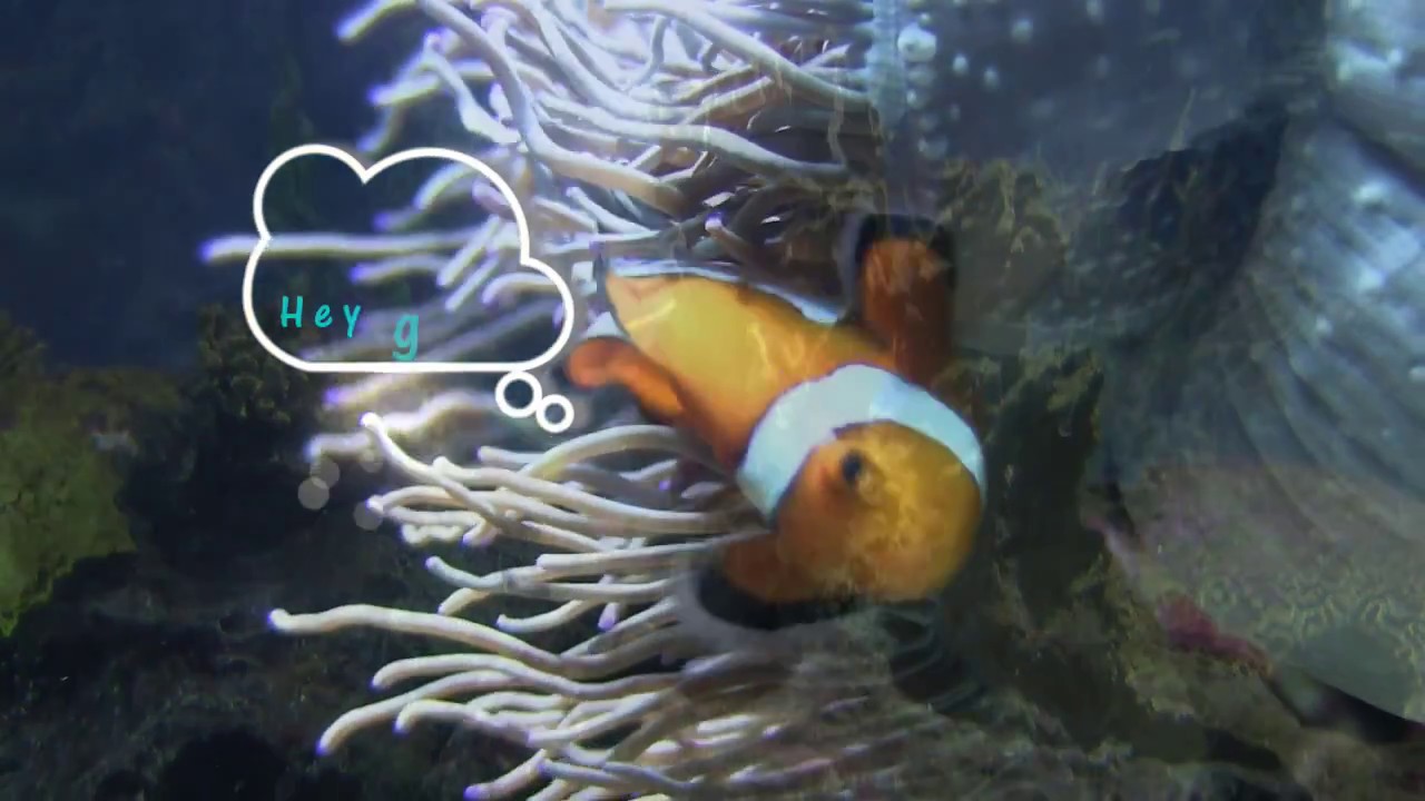 Fish Philosophical song Video (The clownfish) by Thor [Music video ...