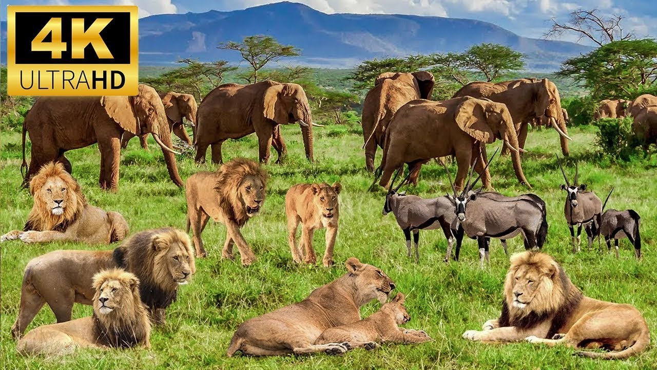4K African Animals - Kazuma Pan National Park, zimbabwe - Scenic ...