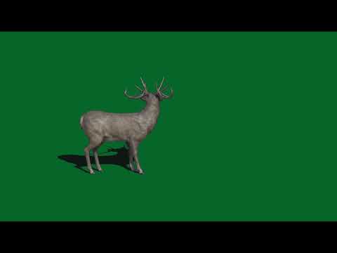 Dear walking Green Screen video copyright free