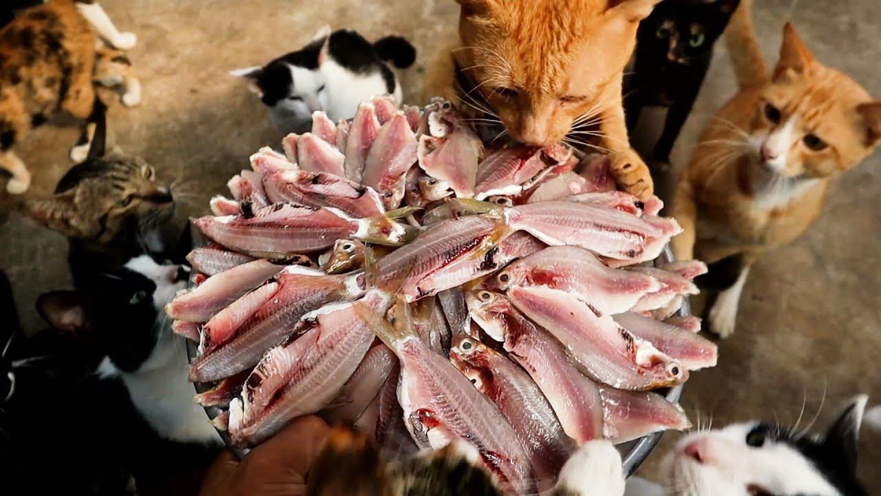 Cat eating fish, kitten eat raw fish | Hungry cats from street back ...