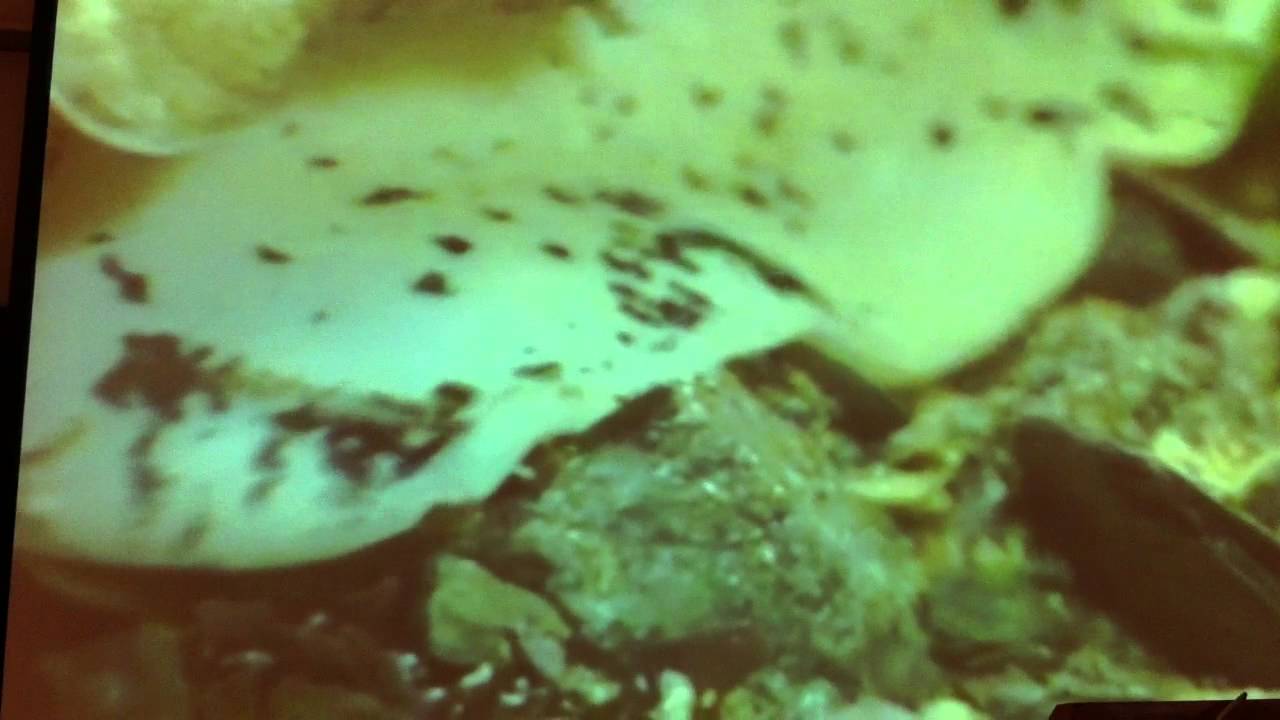 IMG 2439 YouTube IMG 2439 YouTube