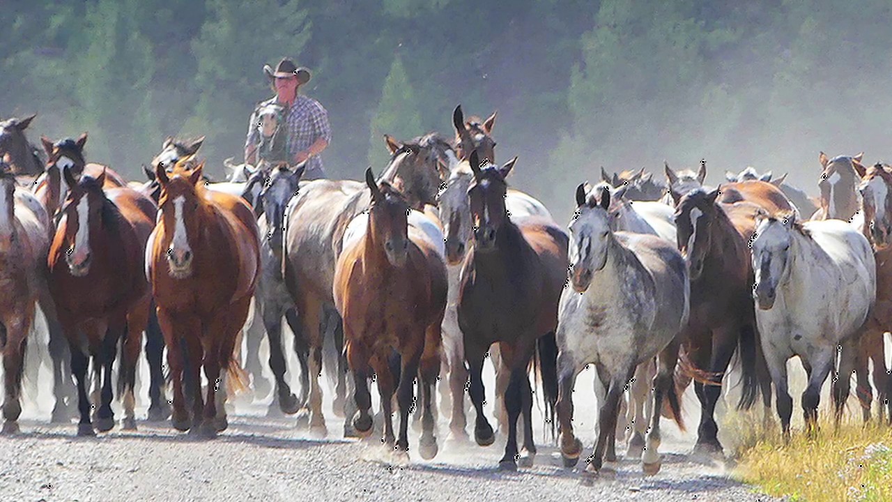 Nine Quarter Circle, A Great American Dude Ranch - YouTube