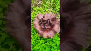 😱 what in the world is this....😱#alien#plant#forest#wilderness#unexplored#new#discovery#awsome#out
