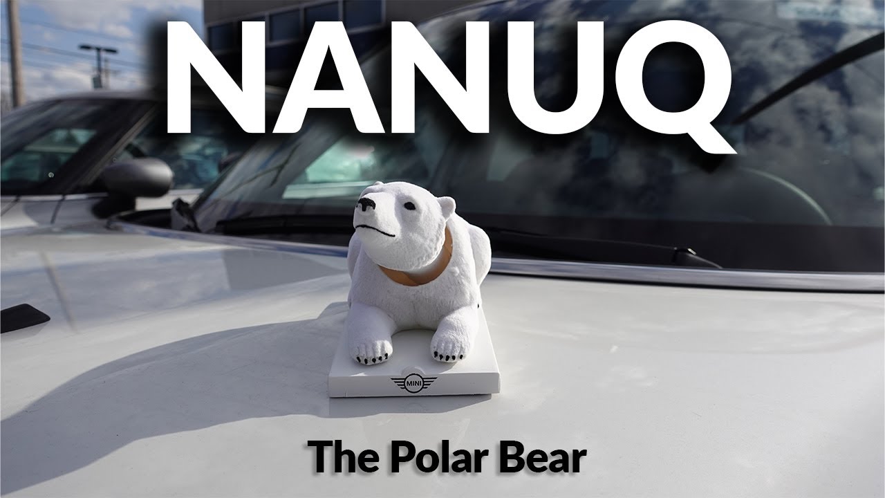 NANUQ the Polar Bear - YouTube