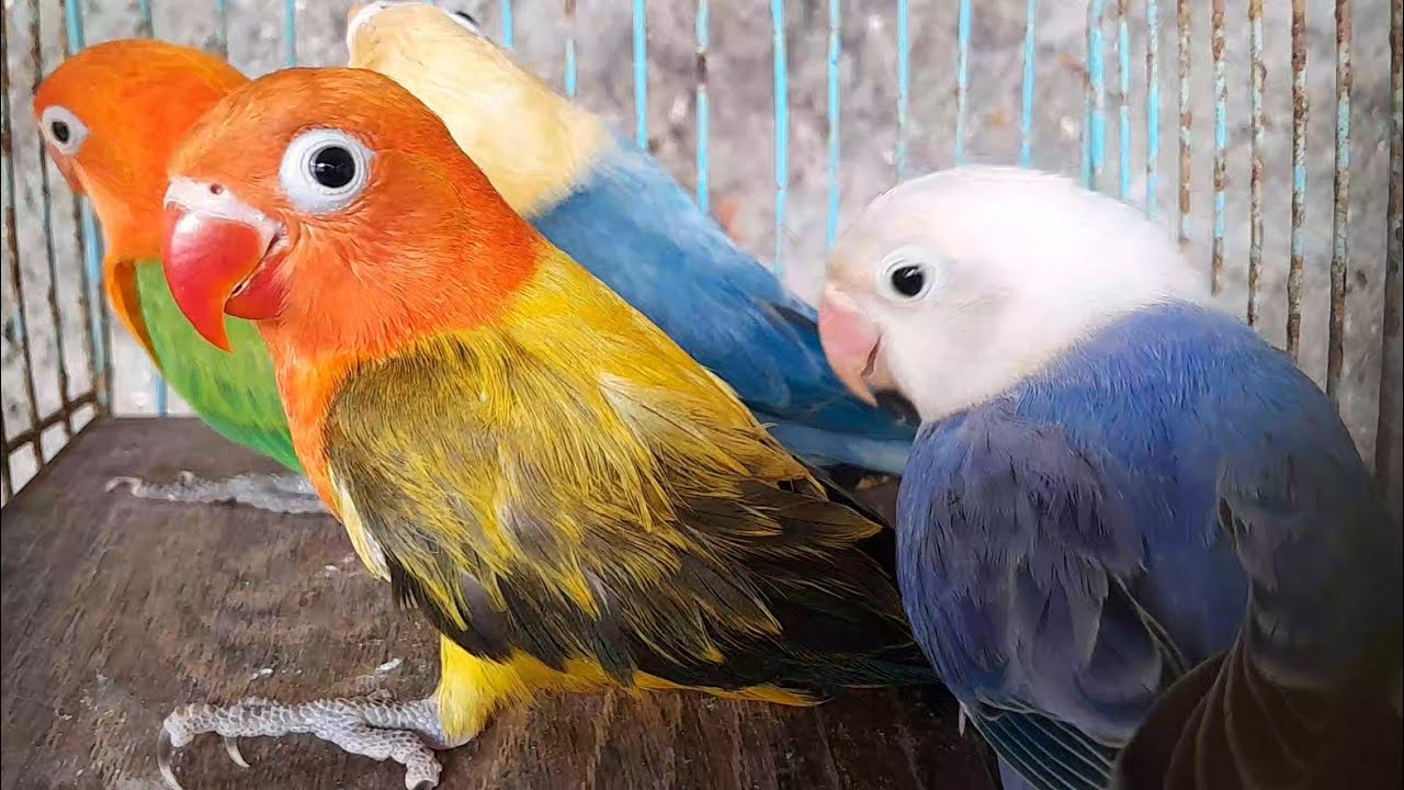 update harga terbaru burung love bird jenis biola harga 150-200 visual ...