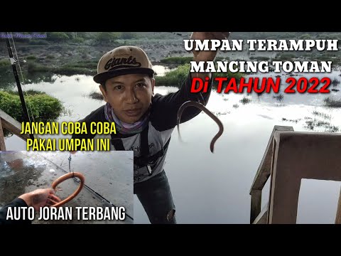 Mancing Toman Di Tahun Baru 2022||Umpan Belut Hidup Bikin Joran Gak Bisa Diam Sampai Terbang