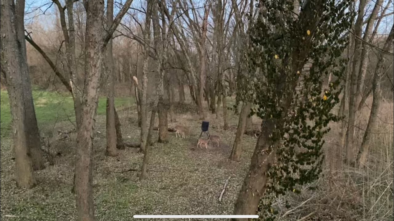 First Doe With A CrossBOW - YouTube