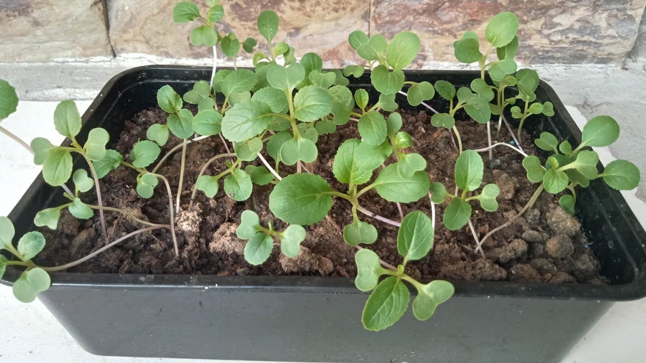 Journey of My Pechay Seeds ️ #PechaySeeds #Grade3 #Science # ...