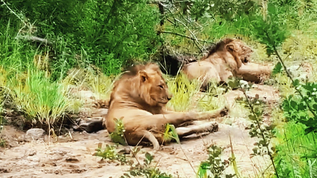 3 Monwana Male Lions Bonding | Western Sabi Sands | 4 February 2025 ...