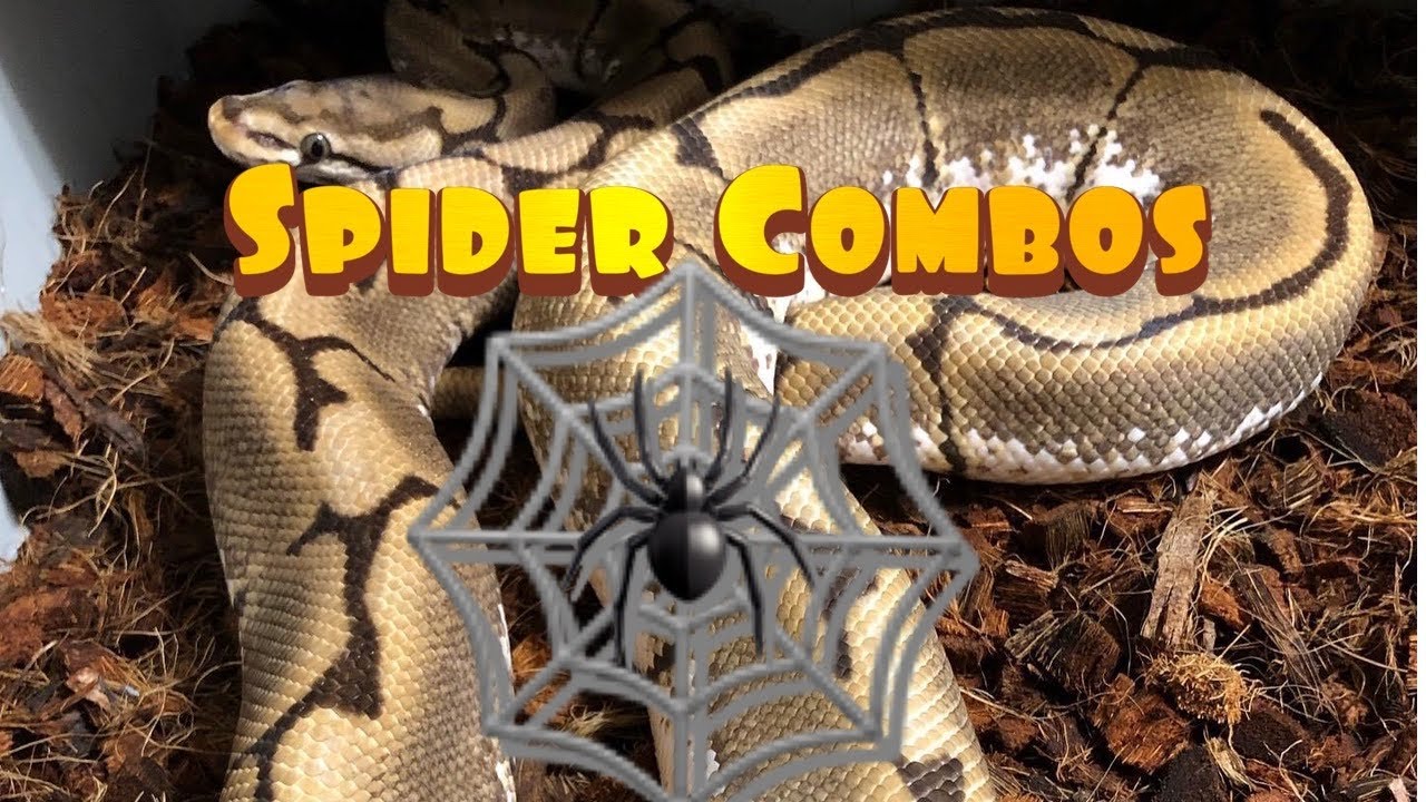 Spider Combos - YouTube