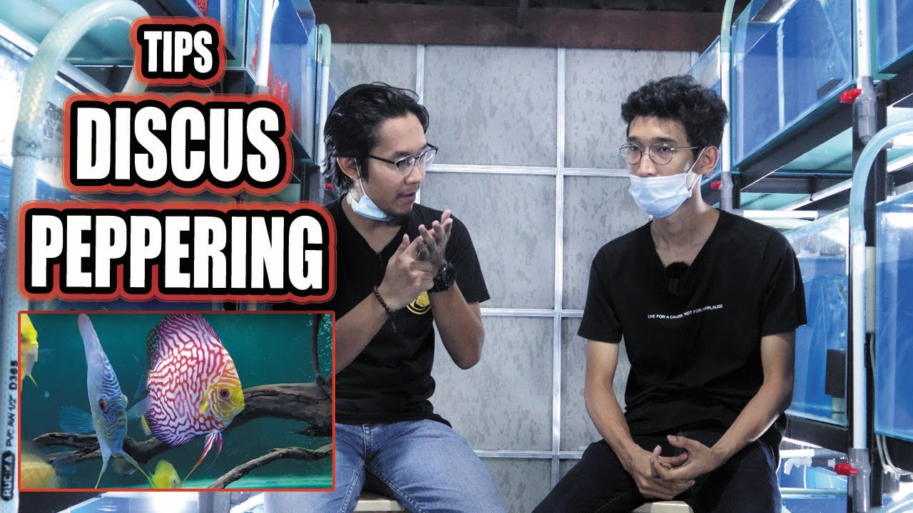 Tips Mengatasi Discus Peppering/Pasiran/Bintik Hitam - YouTube