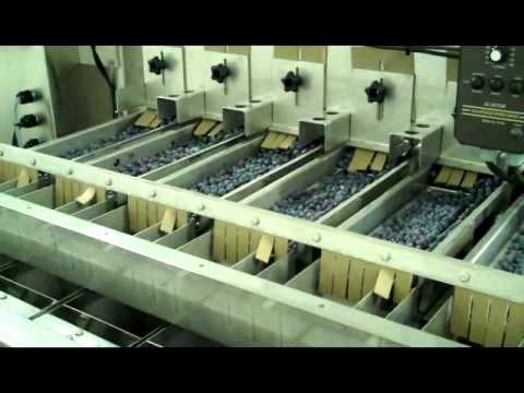 Weighmaster Blueberry Punnet Filler - YouTube