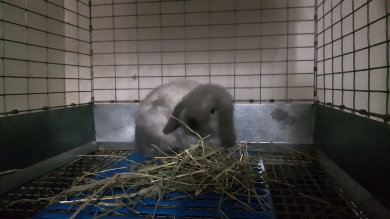 Sable Point Holland Lop - YouTube