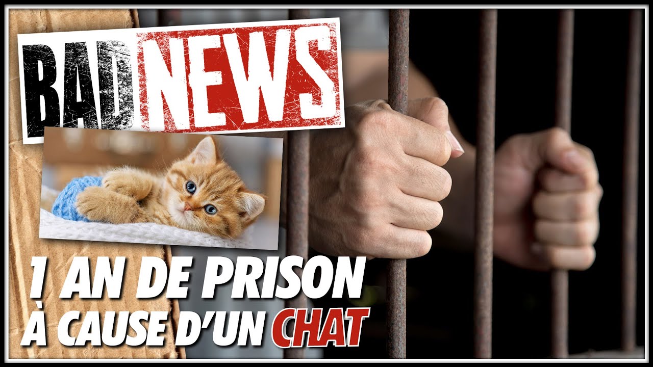 BADNEWS #150 Un an de prison à cause d'un chat ! - YouTube