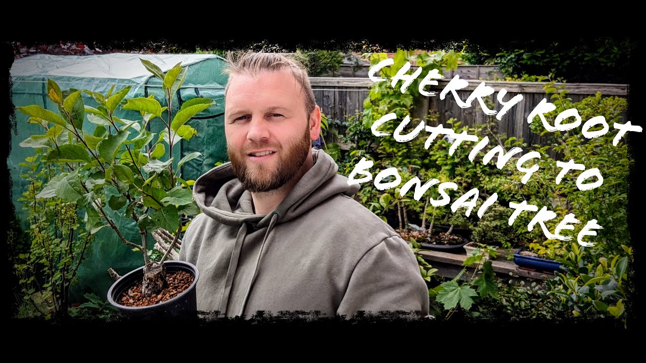 Root cutting Cherry Gets its first styling work and wiring. - YouTube