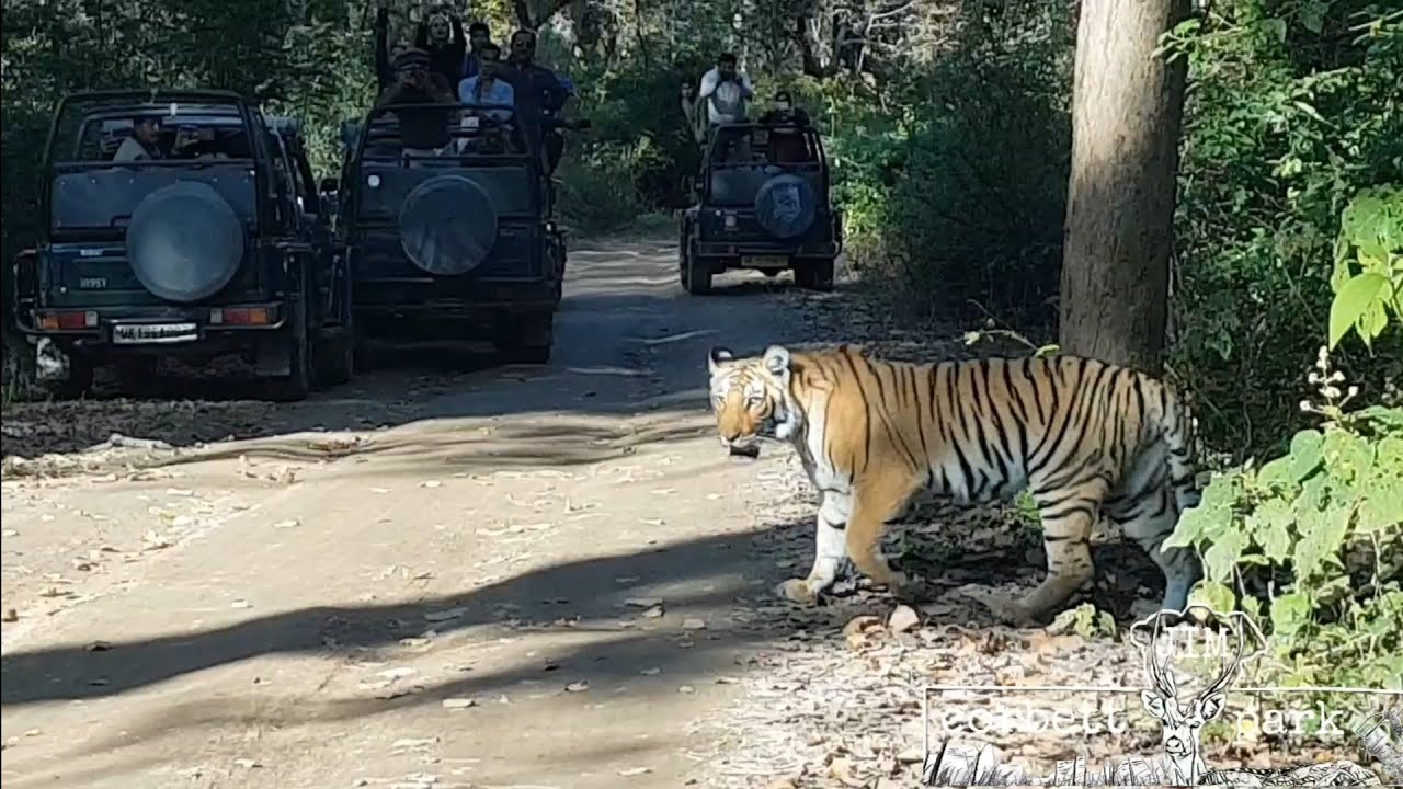 Tiger sighting Jim corbett national park in dhikala zone - YouTube