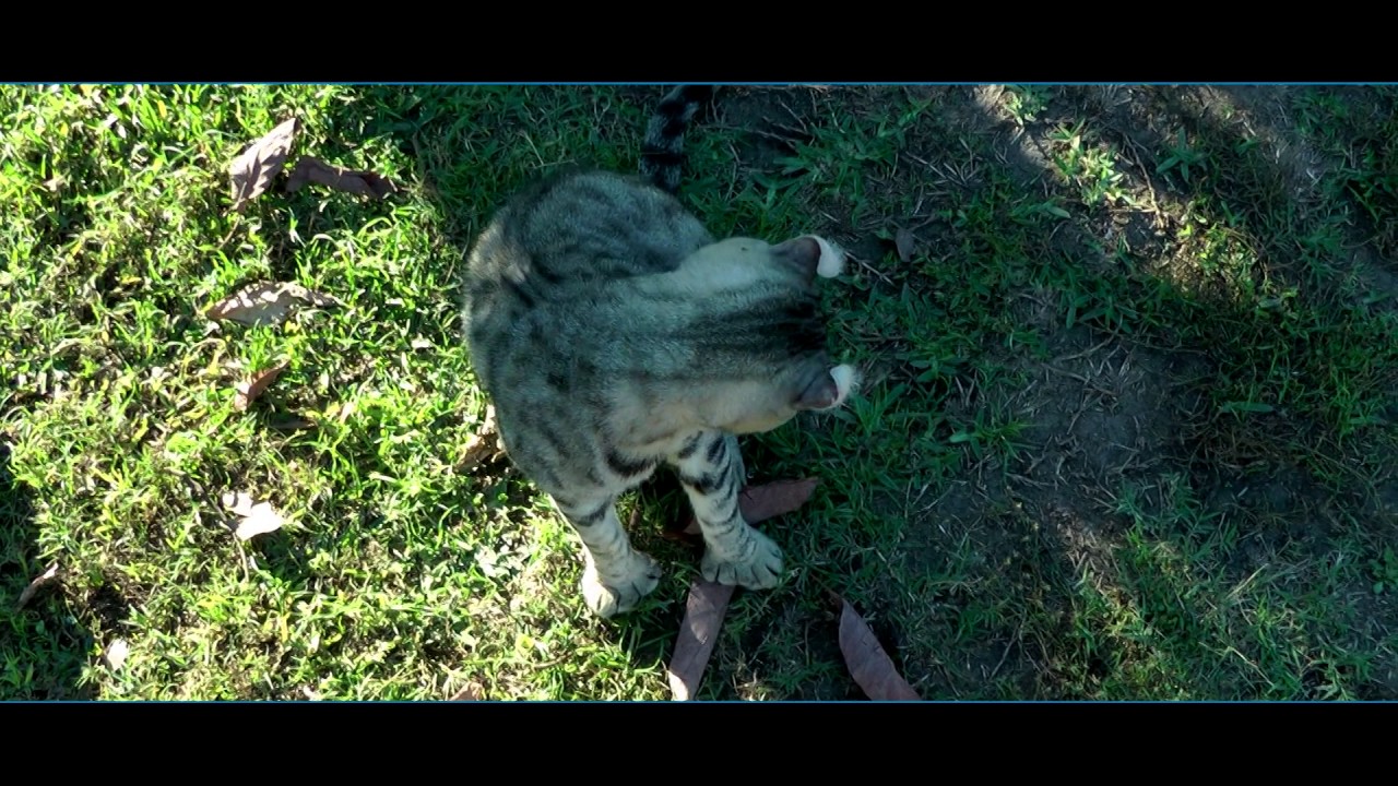 LYNX HYBRID - Puma & Goliath the big Cats Playing on a Ladder - YouTube