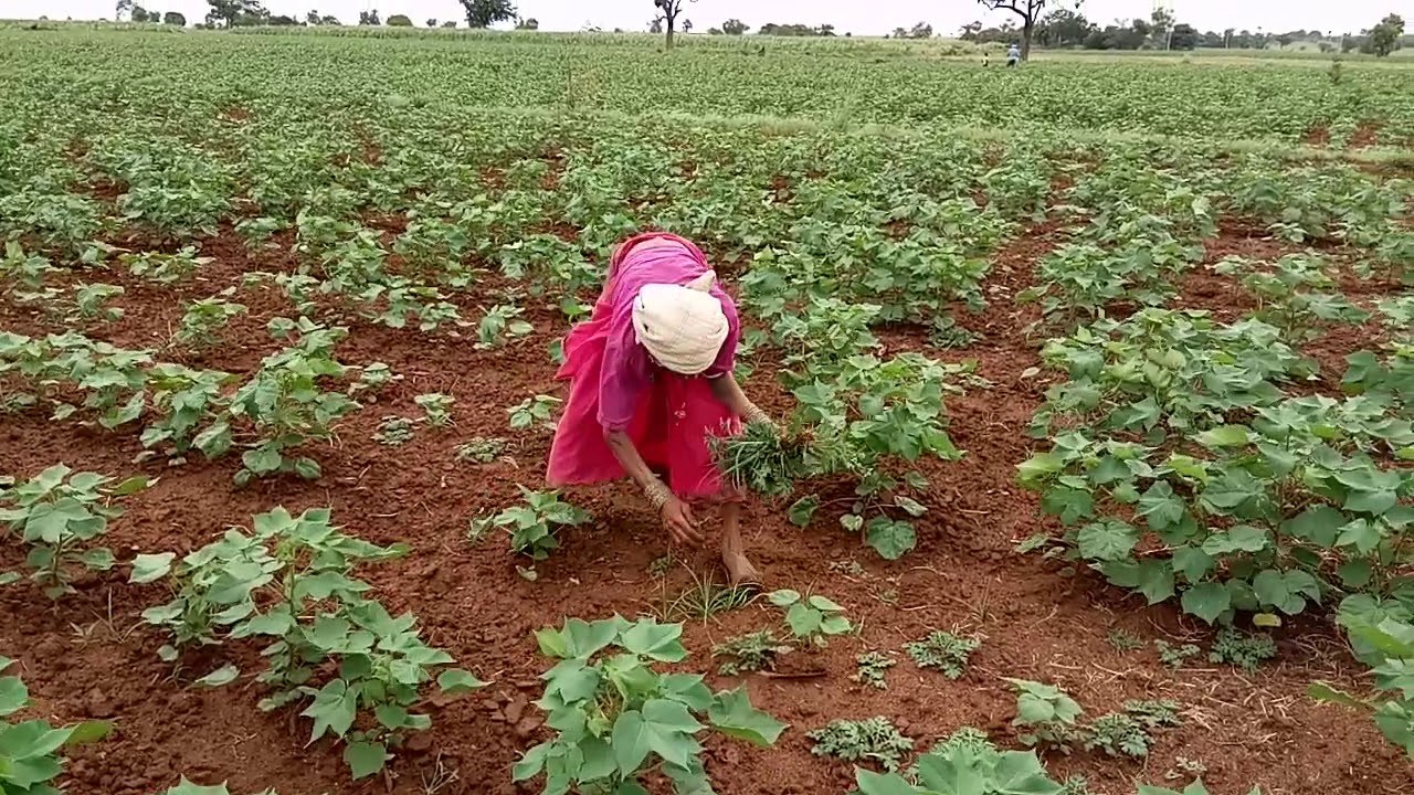 Hand weeding in cotton without any instrument - YouTube