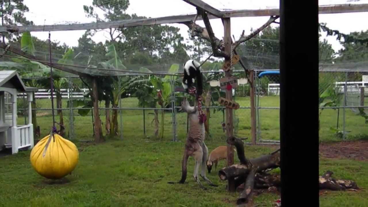 CRAZY KANGAROO GOES MAD!! - YouTube