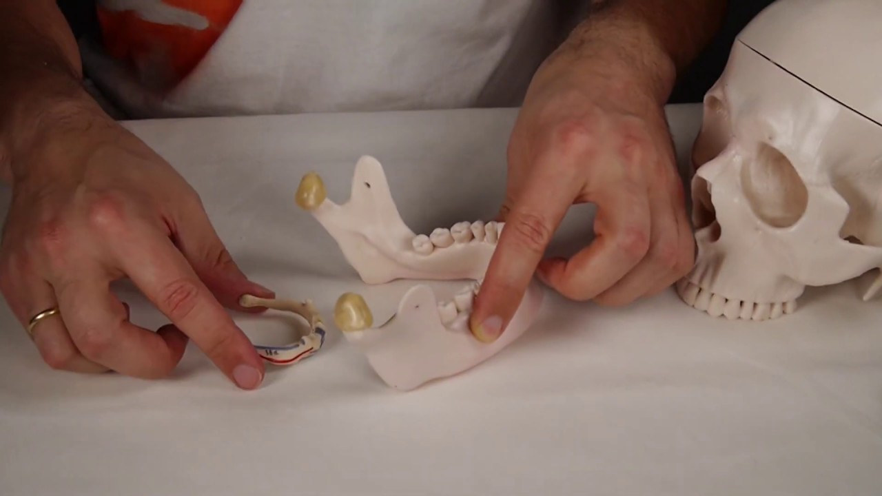 MÚSCULO DIGÁSTRICO. VIENTRE ANTERIOR - YouTube