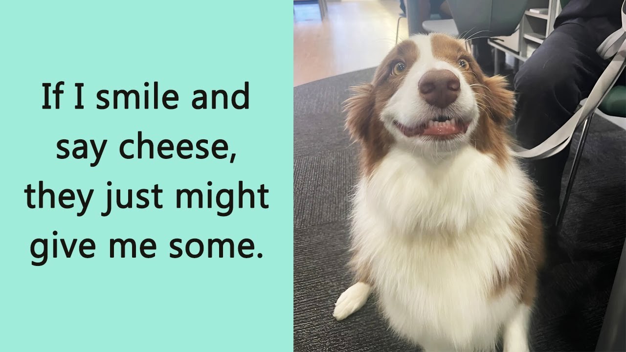 50 Times People Unexpectedly Spotted Dogs and Just Had to Share - YouTube