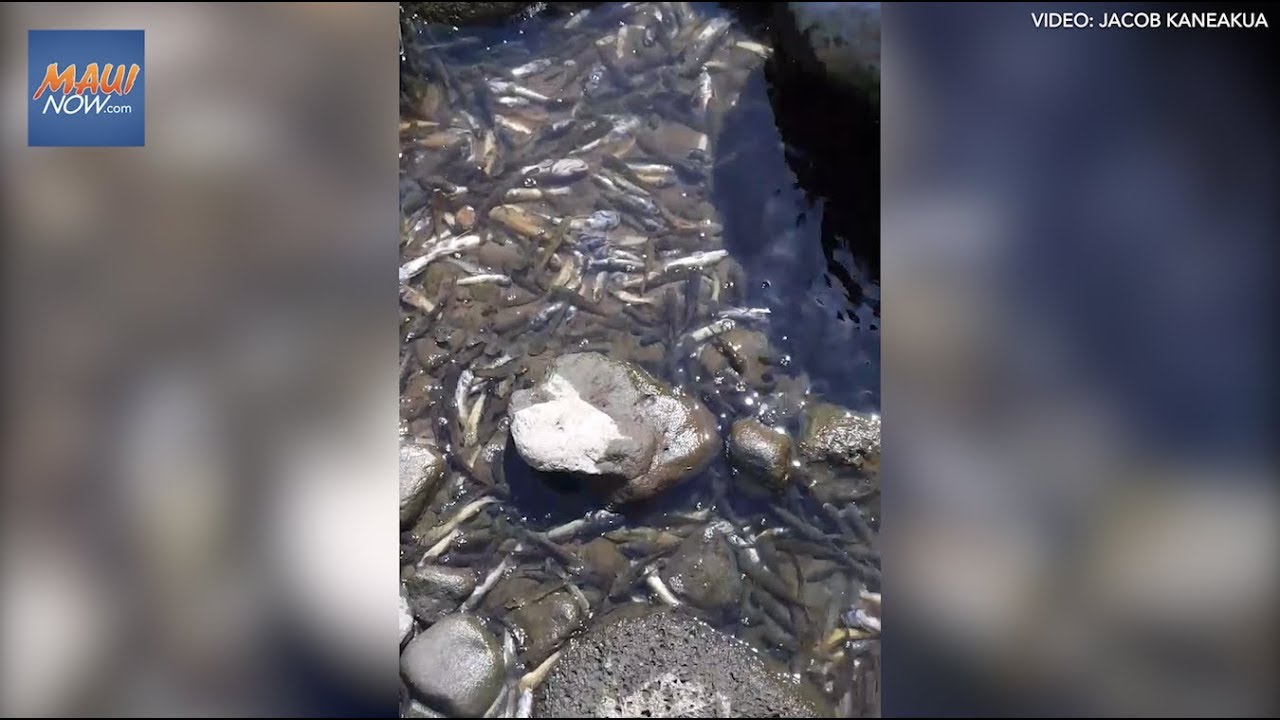 Hundreds of Dead ‘O‘opu During Fish Ladder Construction at Wailuku ...