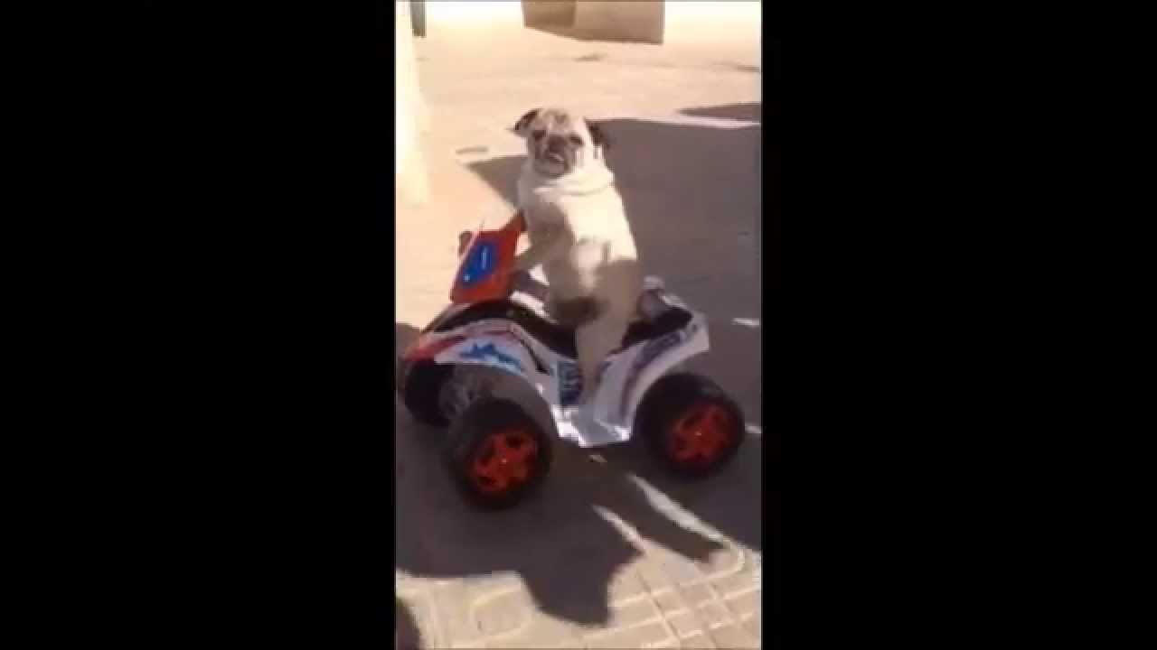 Pug driving a car - YouTube