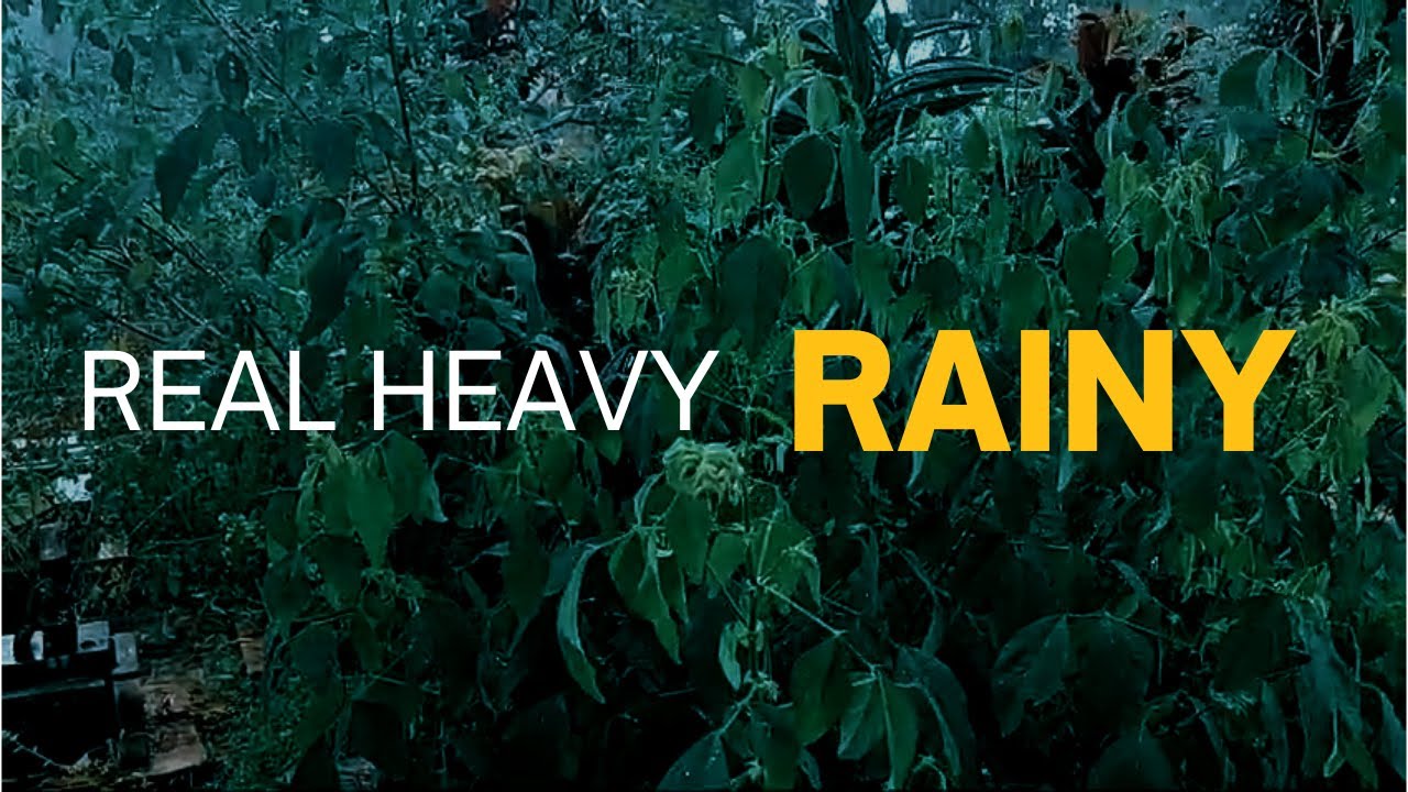Real Rain For Relax and Sleepy. Nature Sounds Rain in The Garden - YouTube