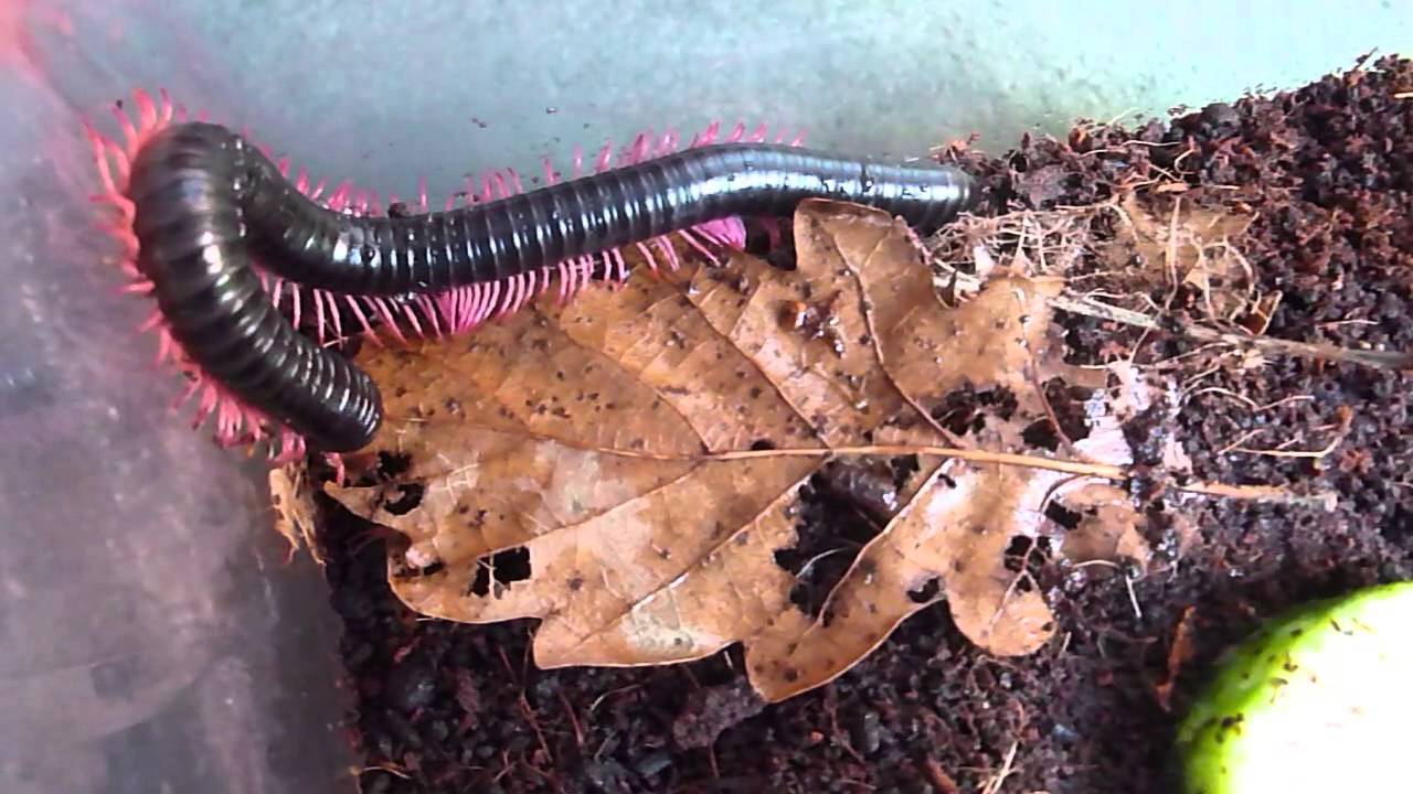 Tanzanian Pink Legged Millipede (Dendrostreptus macracanthus) - YouTube