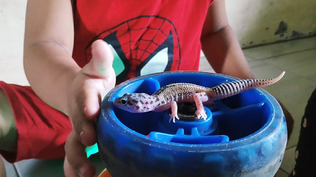 Lucu Tokek Gecko Leopard Bermain Roda Putar Sambil Bernyanyi Naik ...