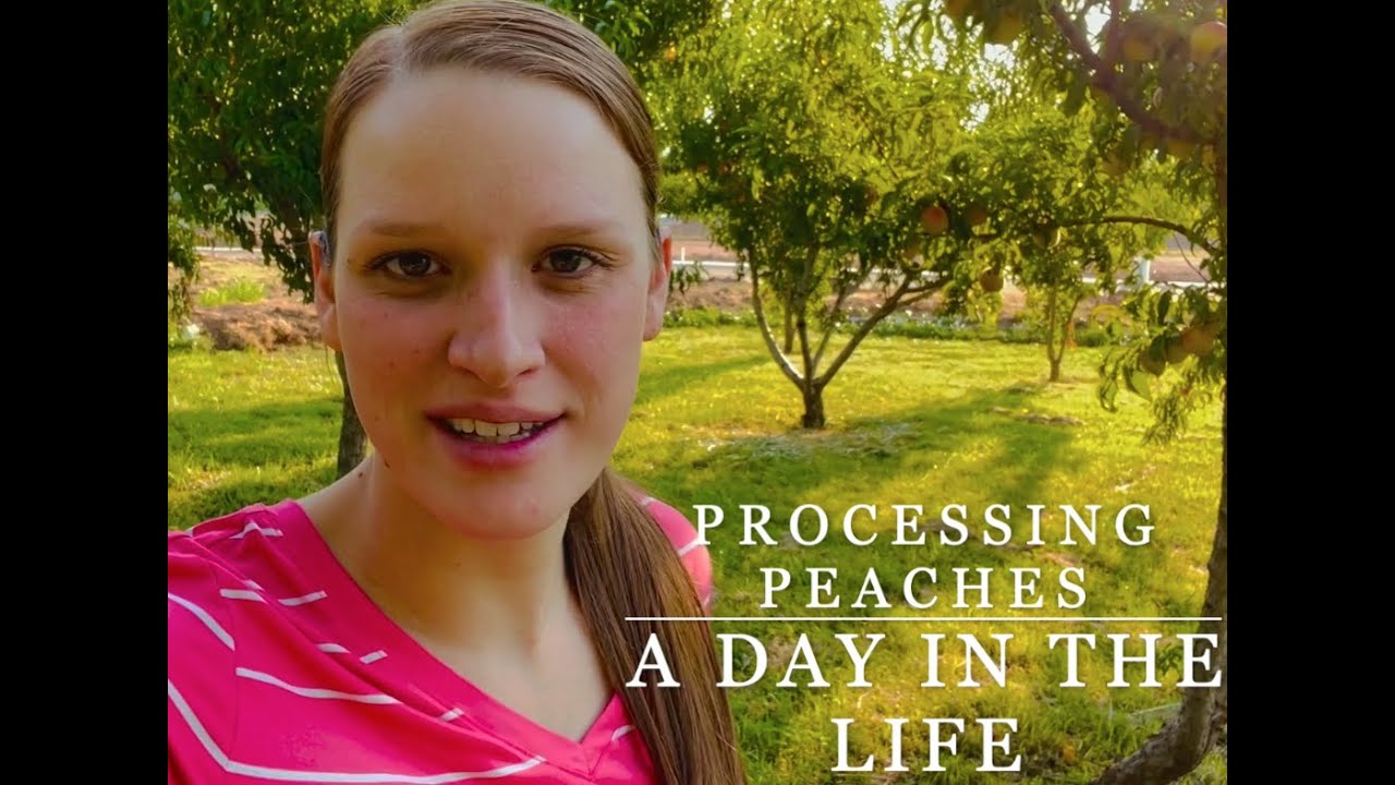 Processing Peaches - A Day in the Life - YouTube