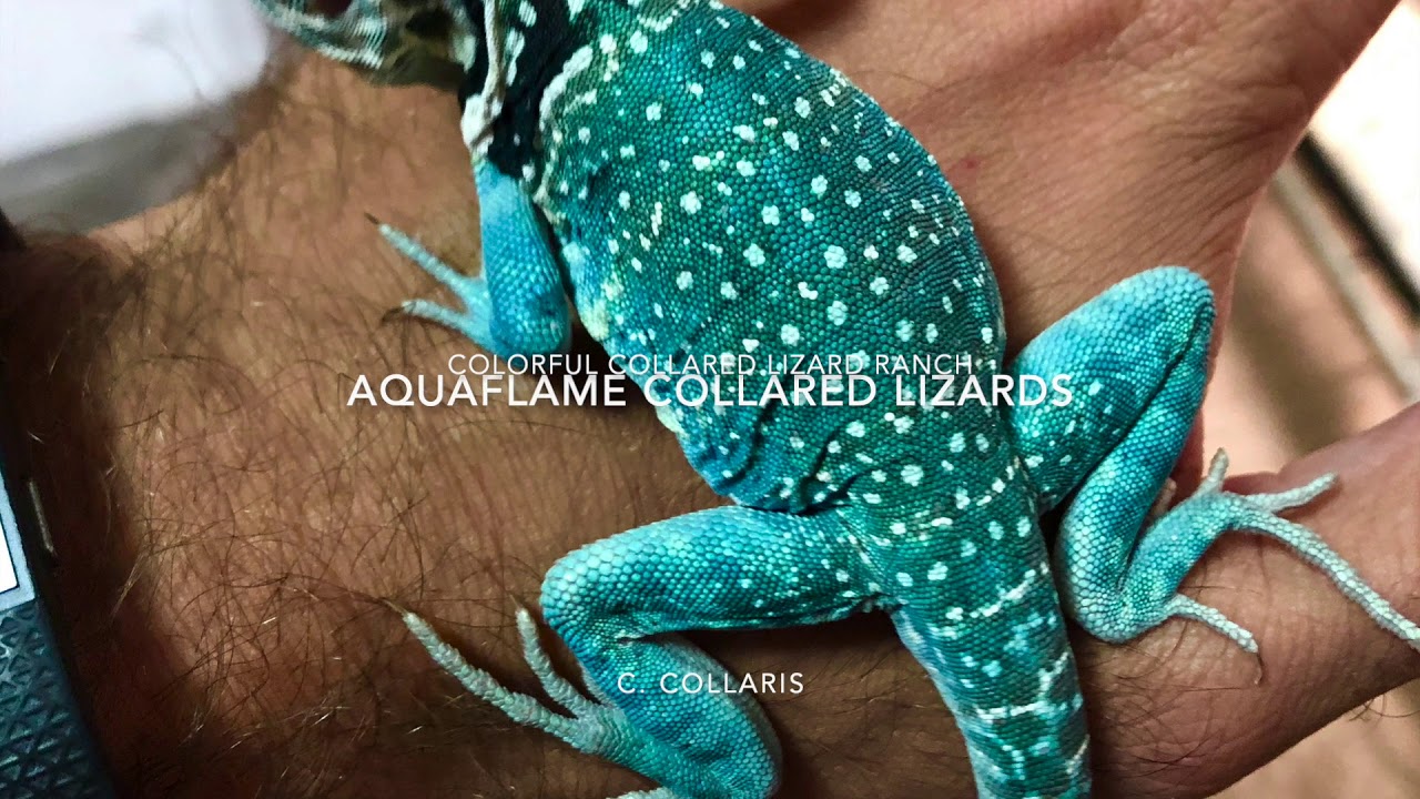 Fancy Spotted NM & Aquaflame Collared Lizards - YouTube