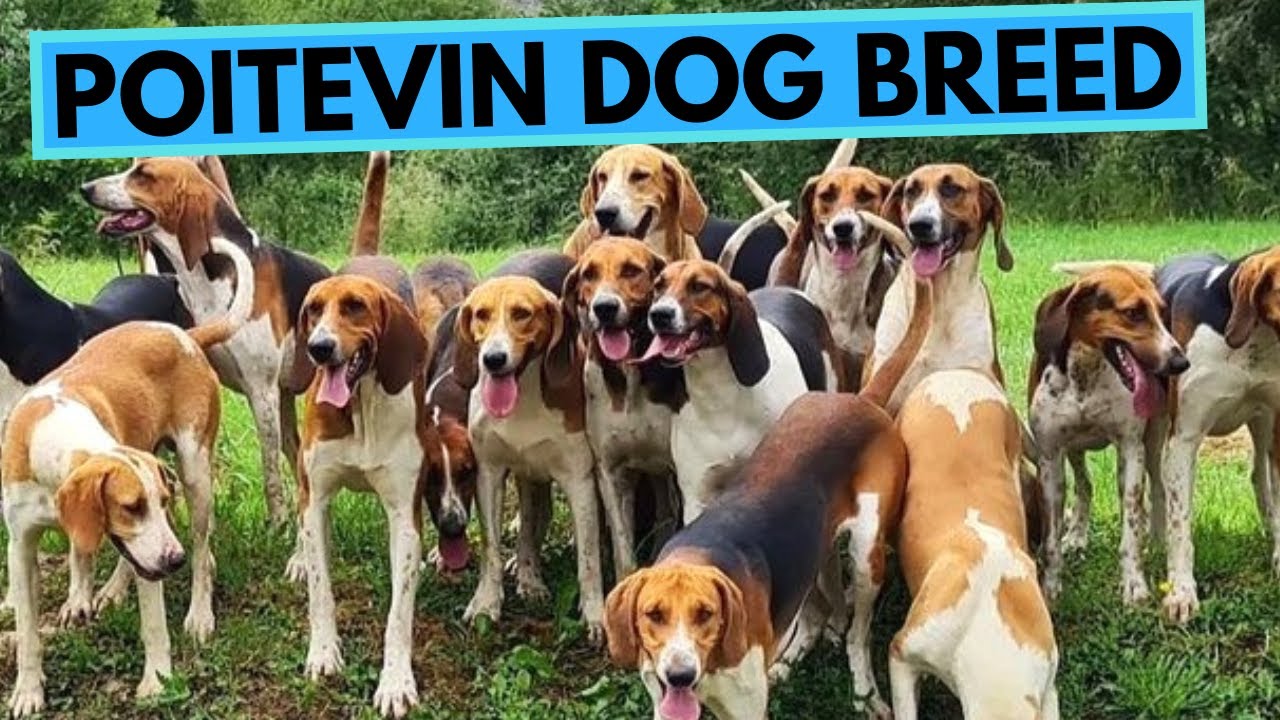 Poitevin Dog Breed - TOP 10 Interesting Facts - YouTube