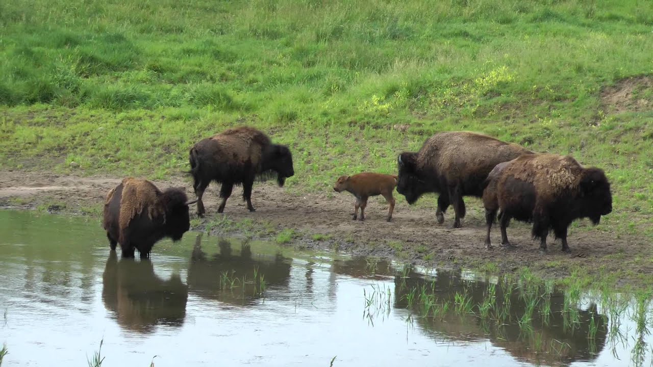 Baby Bison Runs with mother Jester Park, Des Moines, Iowa - YouTube