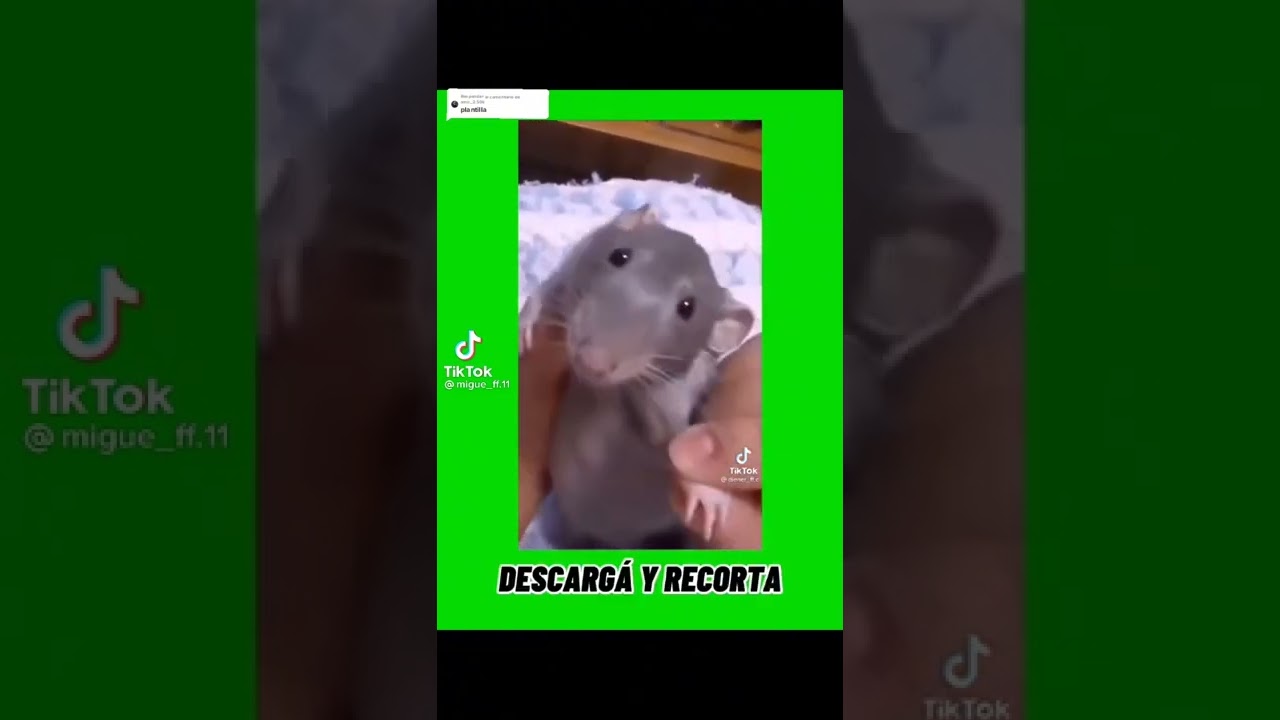 LA RATA INSANA 7W7 - YouTube