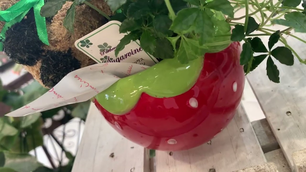 Cherry Pot w/ Cherry Plant #short - YouTube