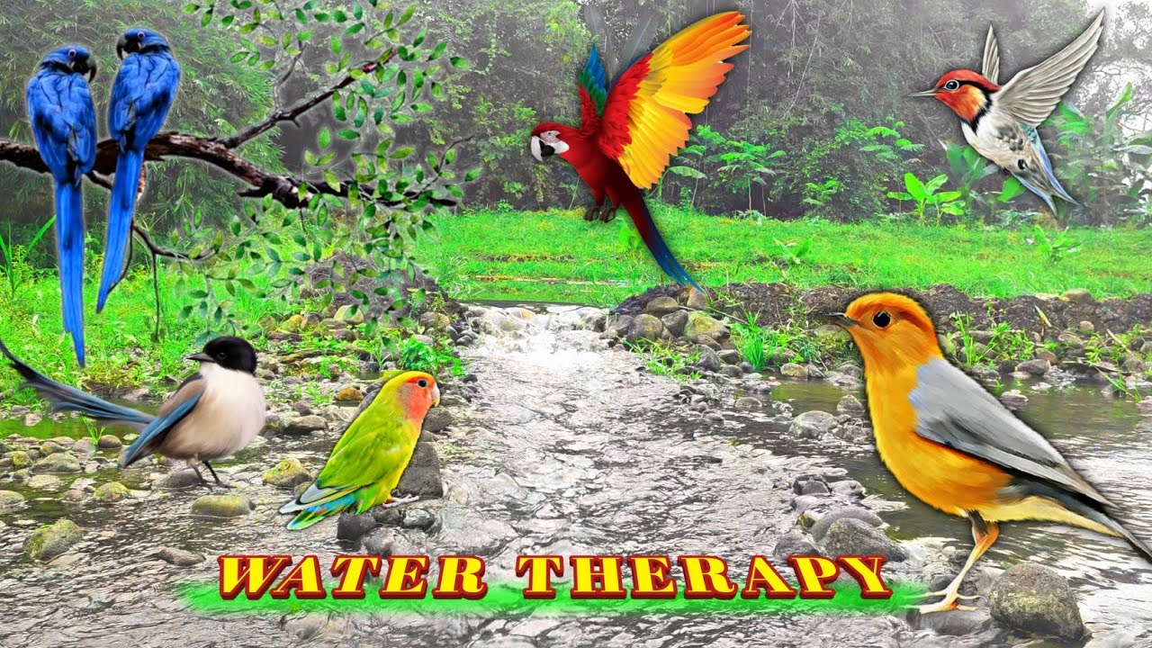 Natural Bird Therapy Without Doping, Bubbling Stream, Relaxing Birdsong ...