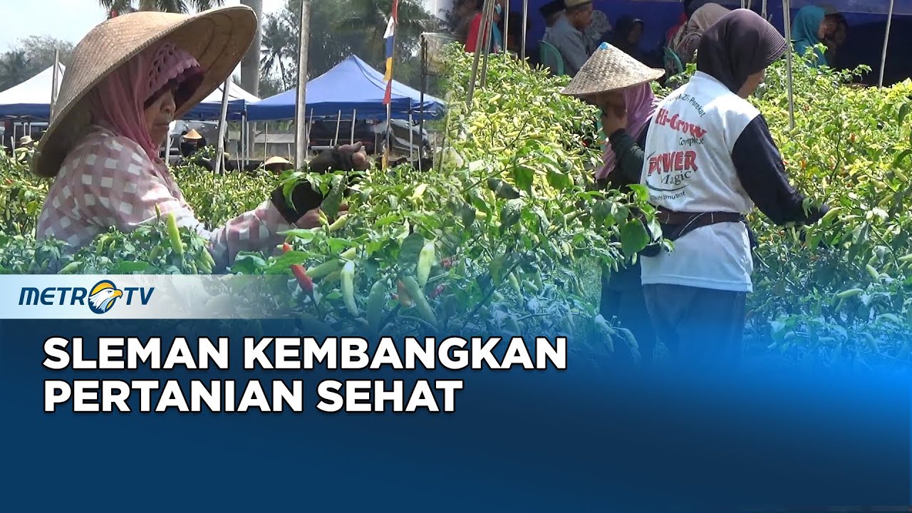 Sleman Kembangkan Pertanian Sehat - YouTube