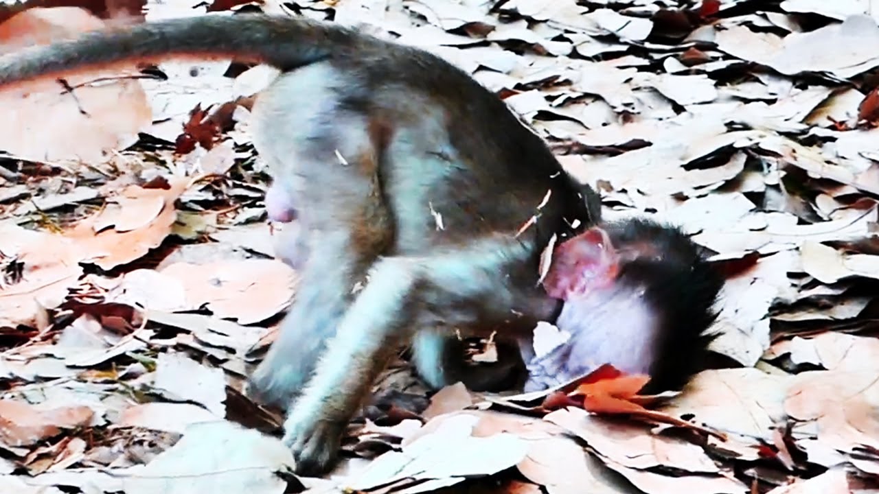 Oh God! Small Monkey Accidently Fall And Crushed To Ground Very Hurt ...