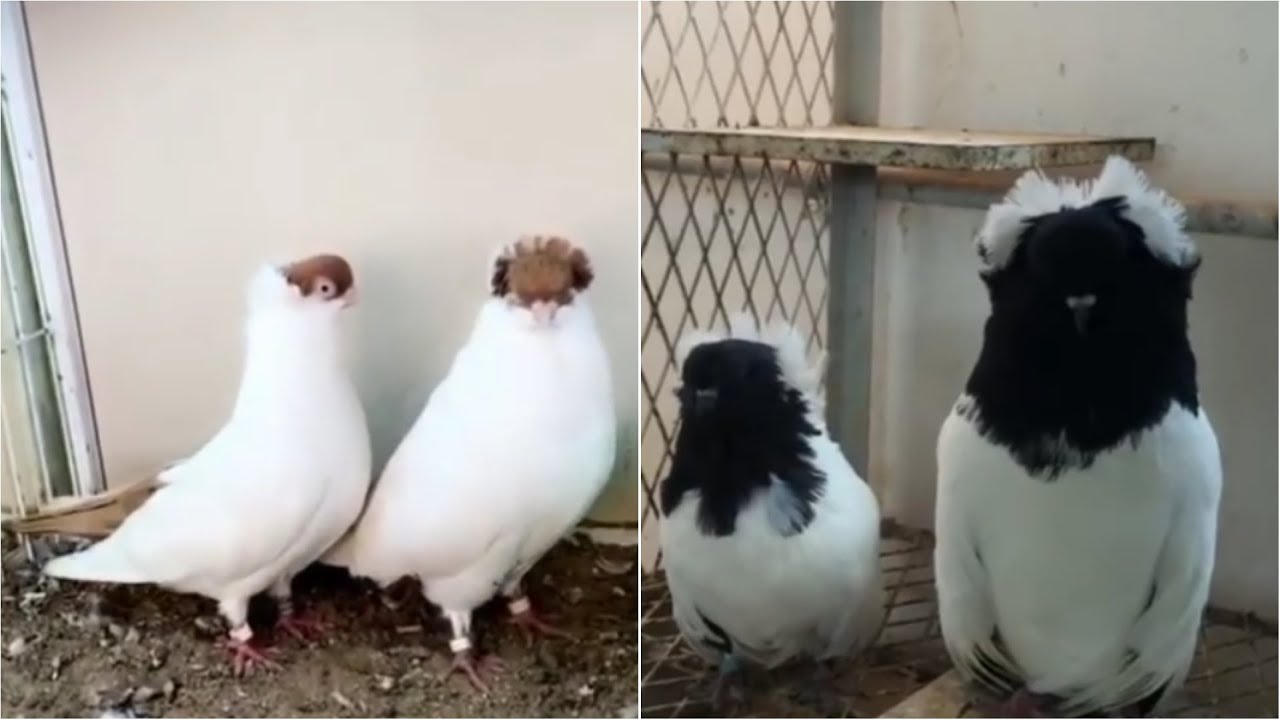 Fancy Helmet pigeons and fancy pigeon collections - YouTube