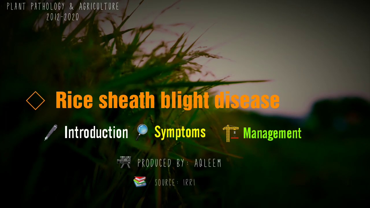 Rice sheath blight disease | Introduction | Symptoms | Management - YouTube
