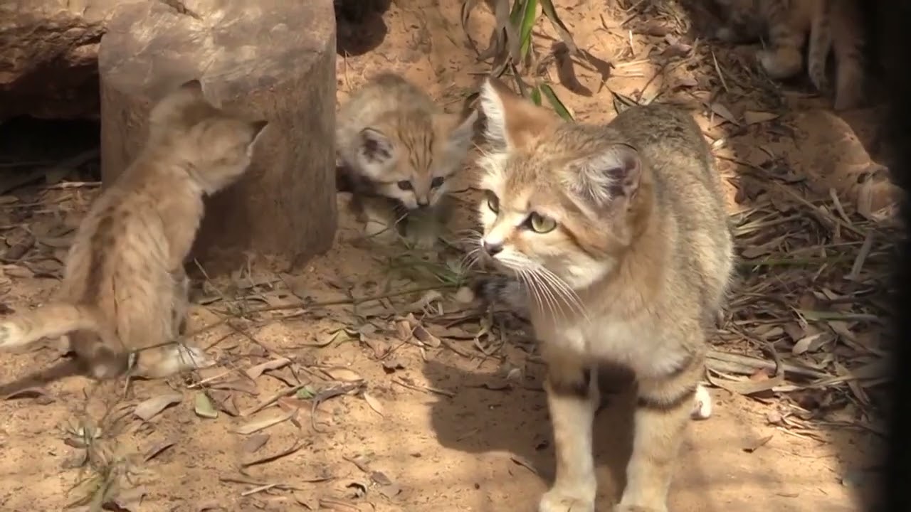 Sand cats give birth at The Safari - YouTube