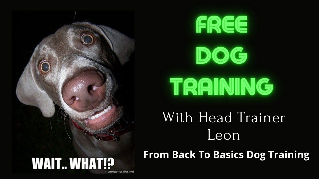 FREE Dog training session with Back To Basics Dog Training - YouTube