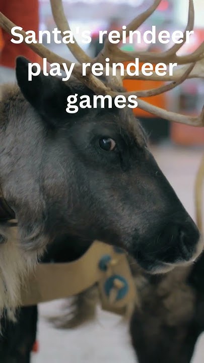 🦌 Santa Claus reindeer play reindeer games with Rudolph the red nosed ...