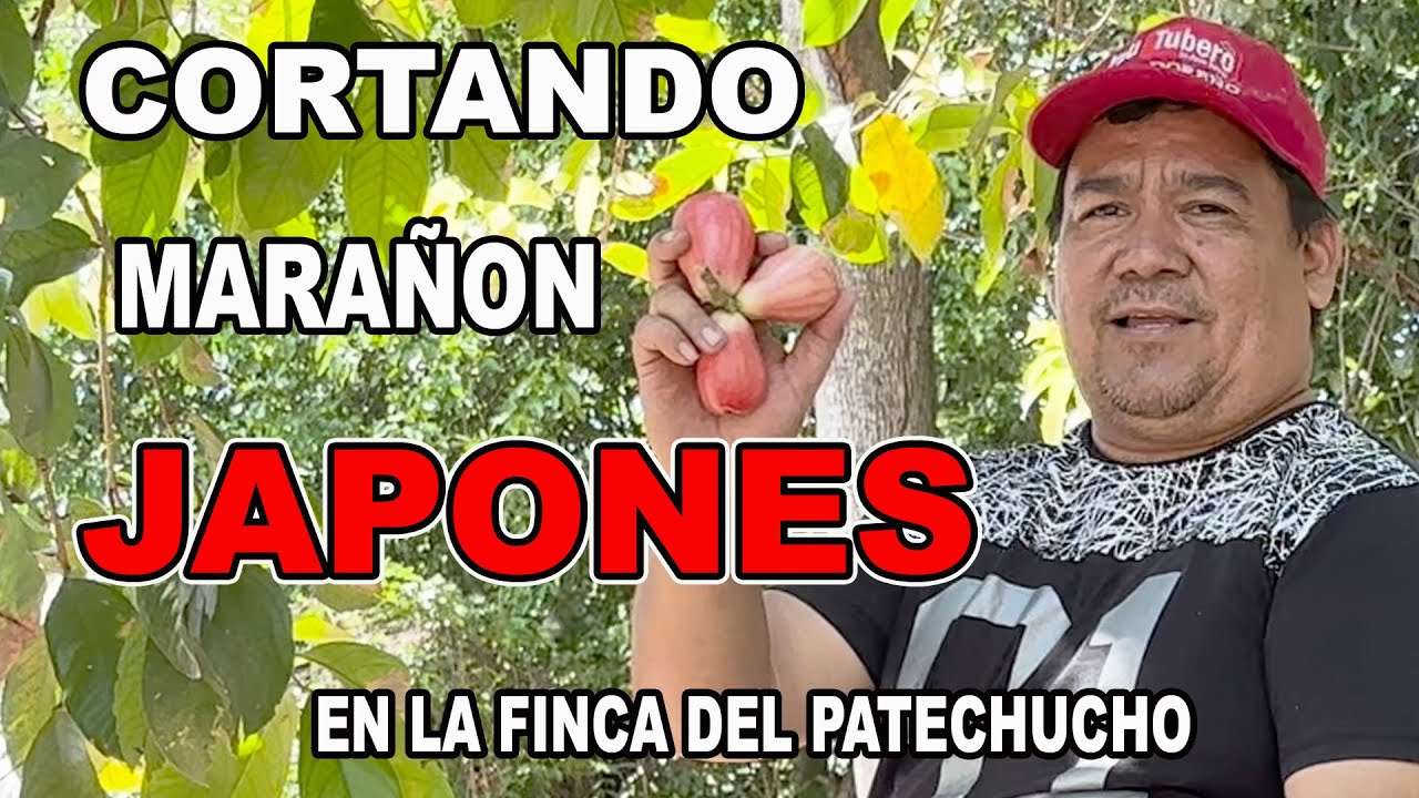 Cortando Marañon Japones en la Finca del Patechucho - YouTube
