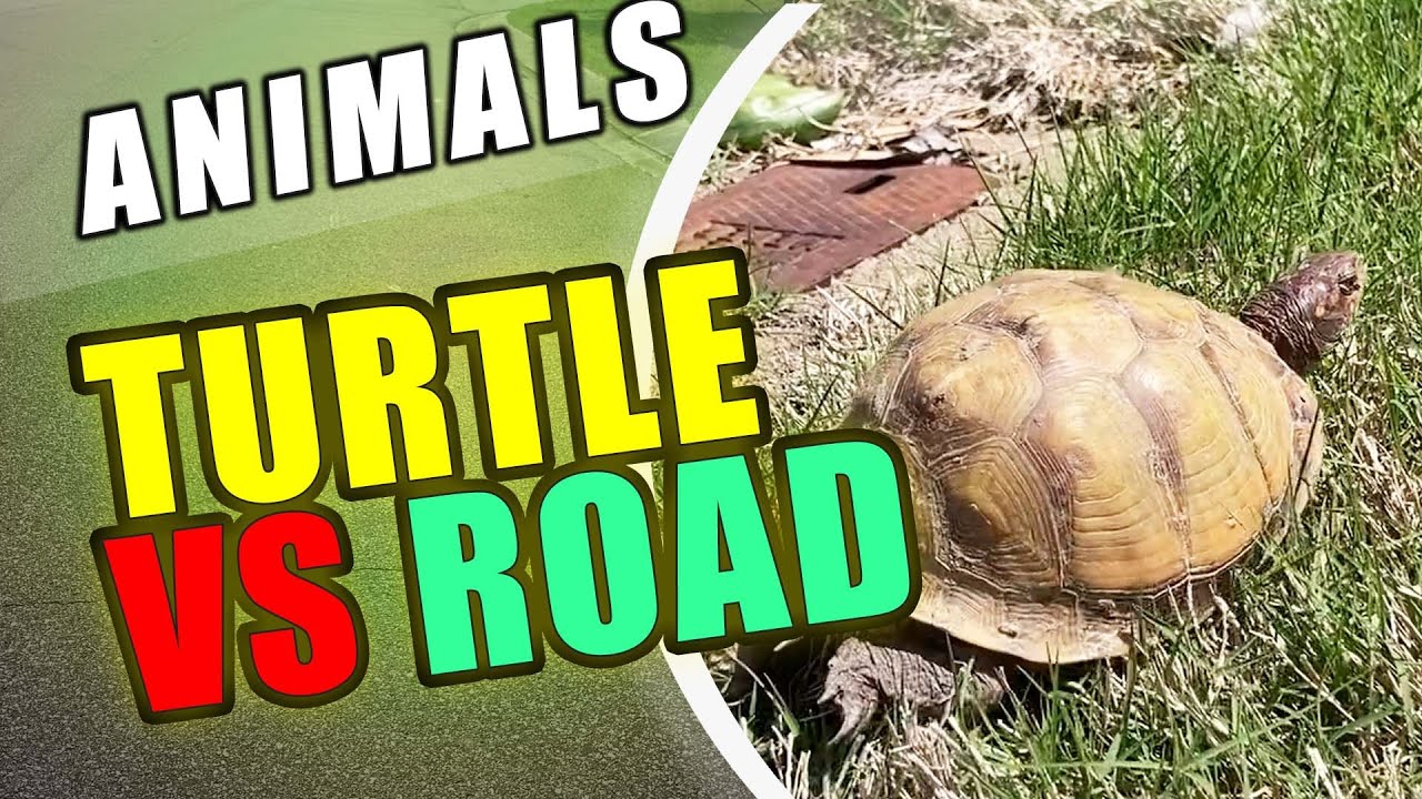 Saving a Turtle from Roadkill - YouTube