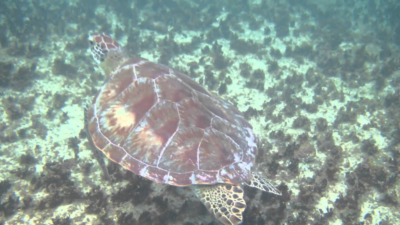 Sea turtle in Fatima Bay, Puerto Aventuras - YouTube