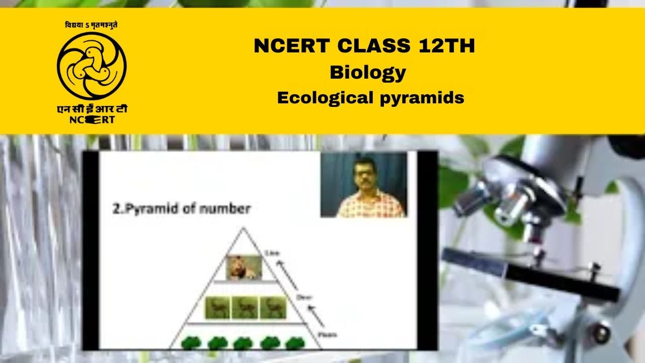 NCERT / CBSE Class 12 Biology - Ecological pyramids - YouTube