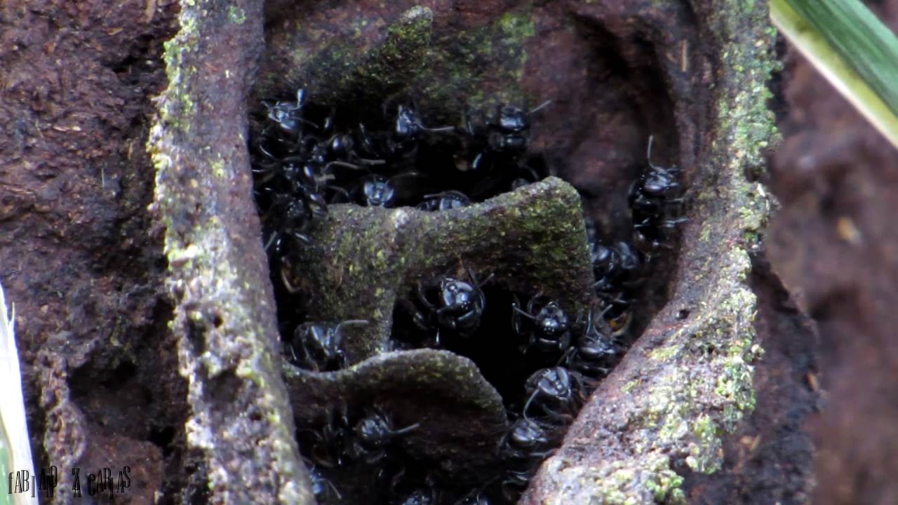 Abelha Arapuá (Trigona spinipes) - Abelhas e Vespas Nativas TV - YouTube